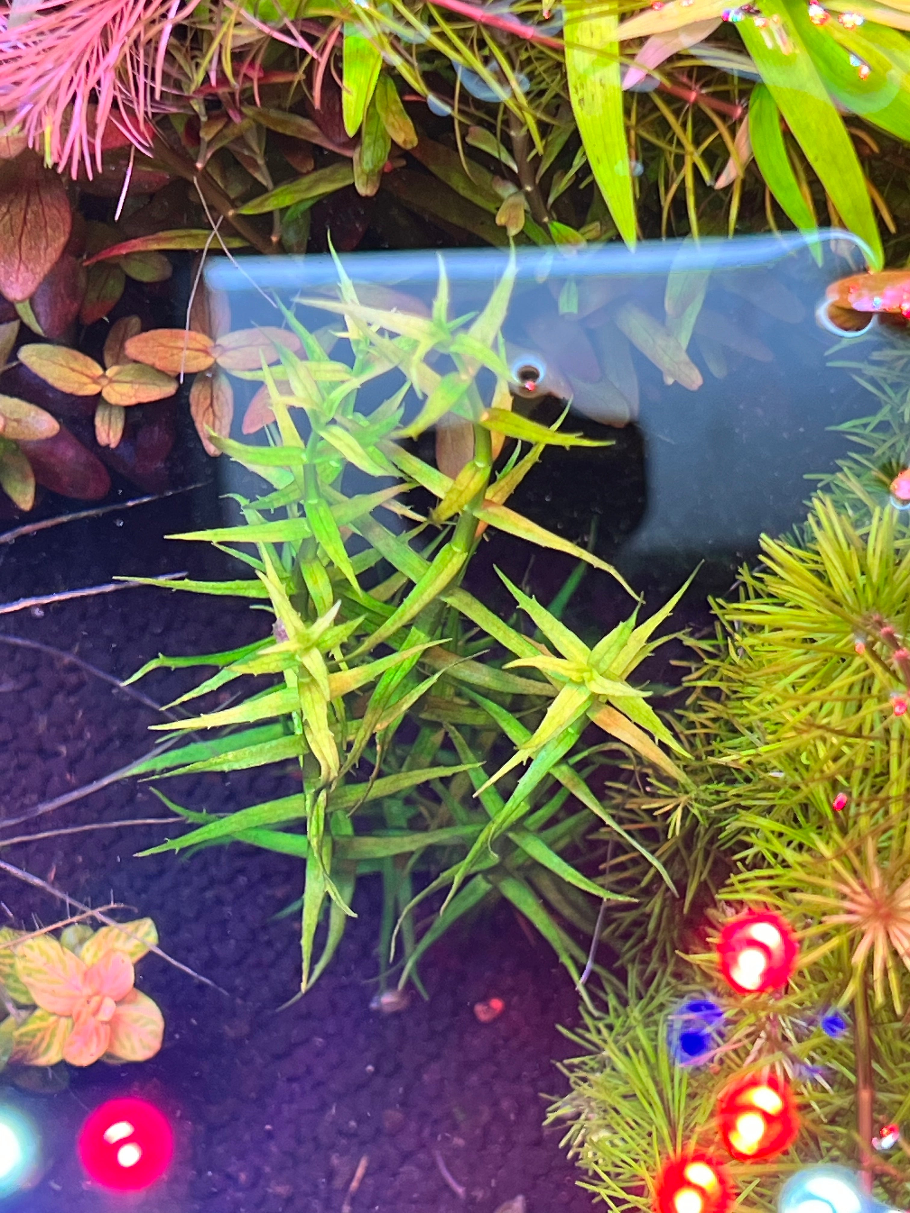 Gratiola Brevifolia – Plantedtanksupply