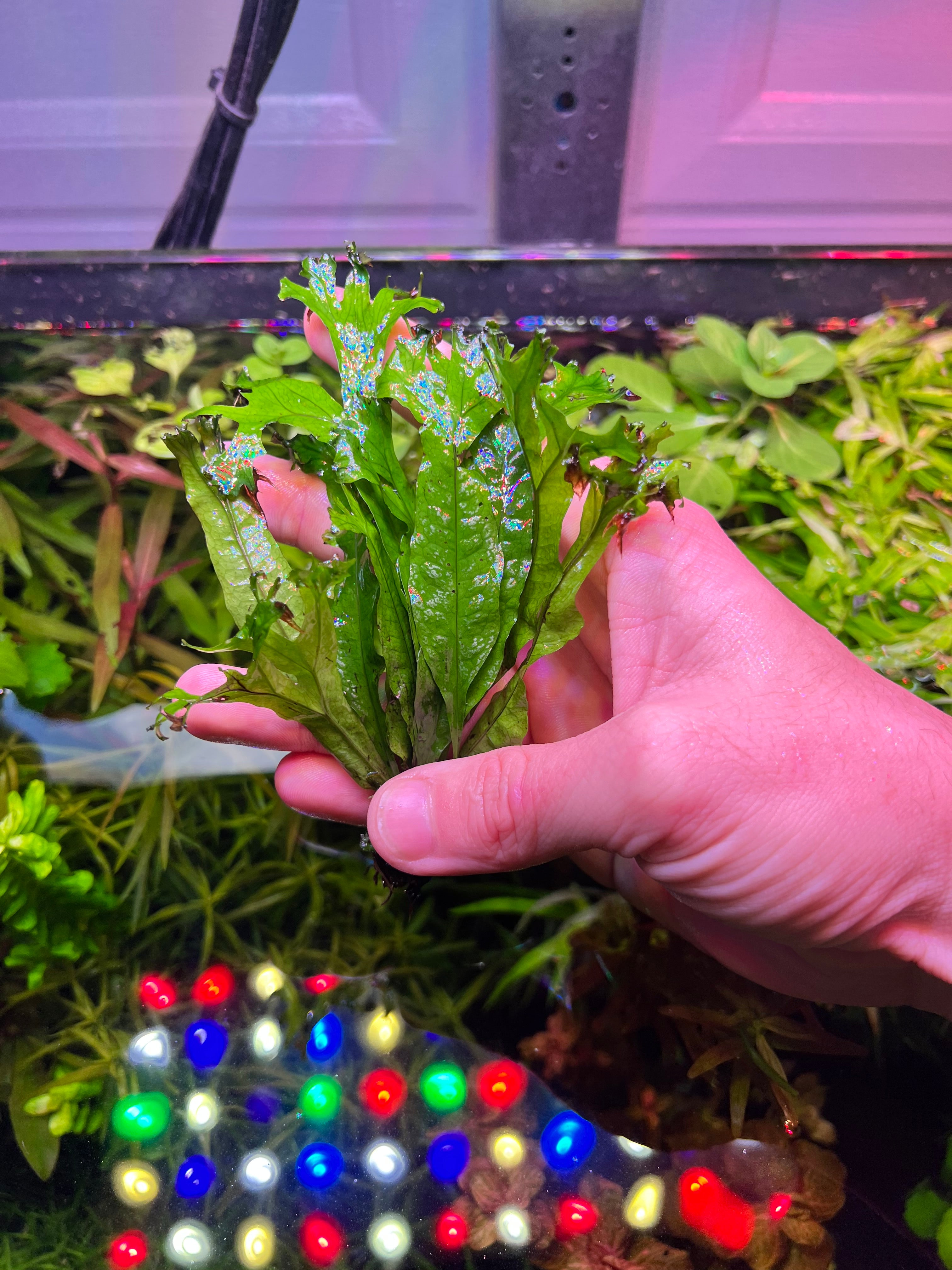 Java Fern “Thors Hammer” – Plantedtanksupply