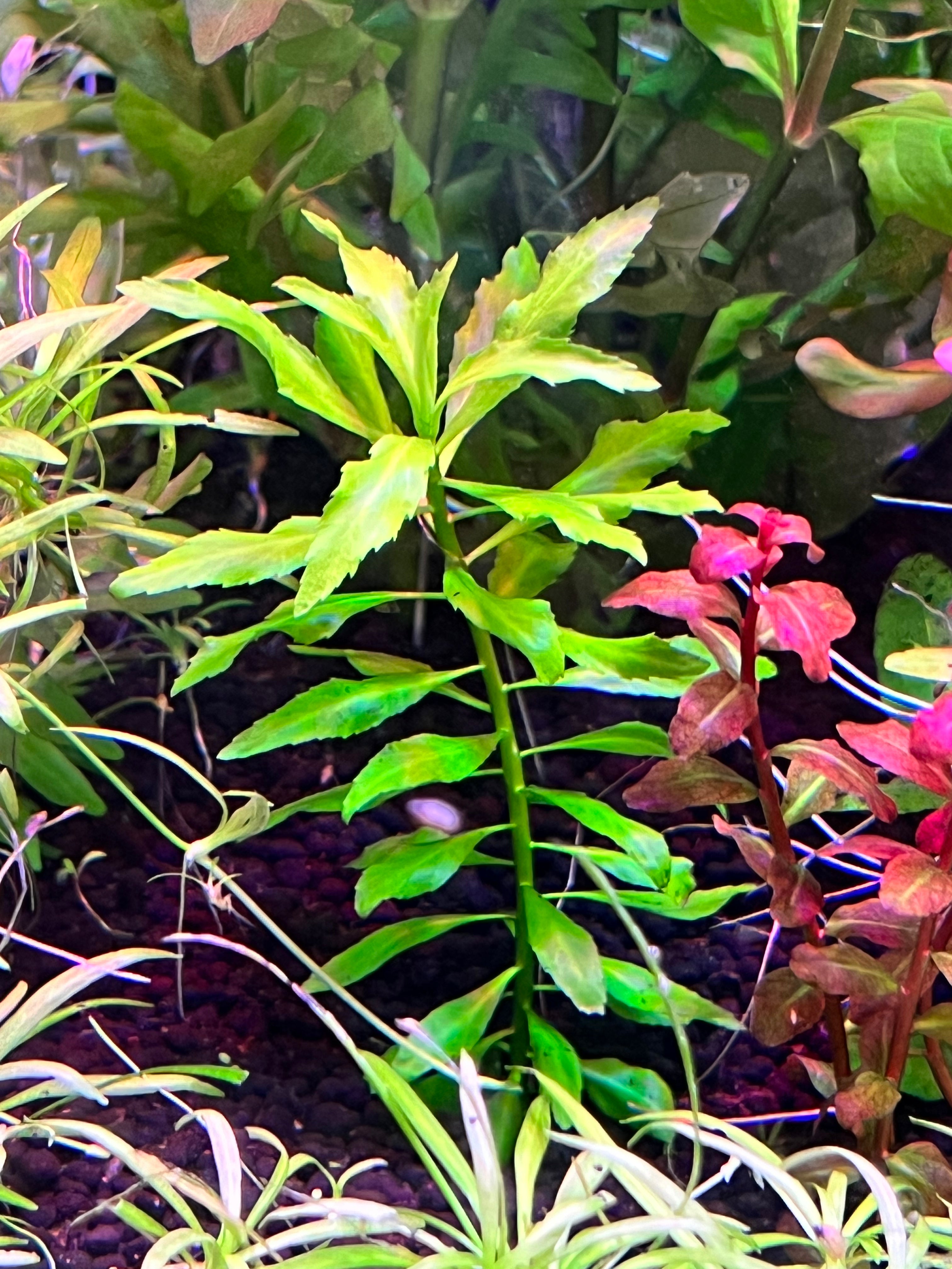 Penthorum Sedoides – Plantedtanksupply