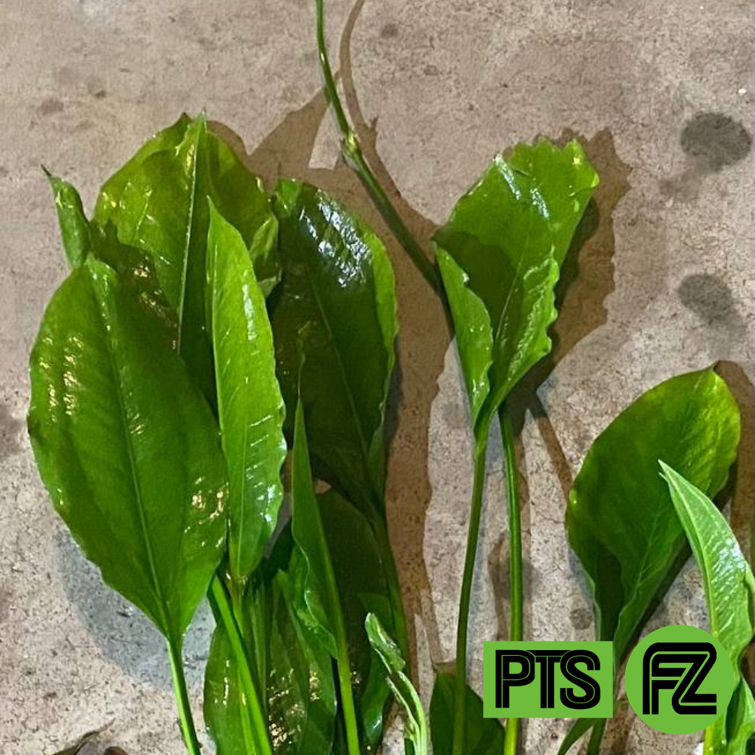 Amazon Sword LG – Plantedtanksupply