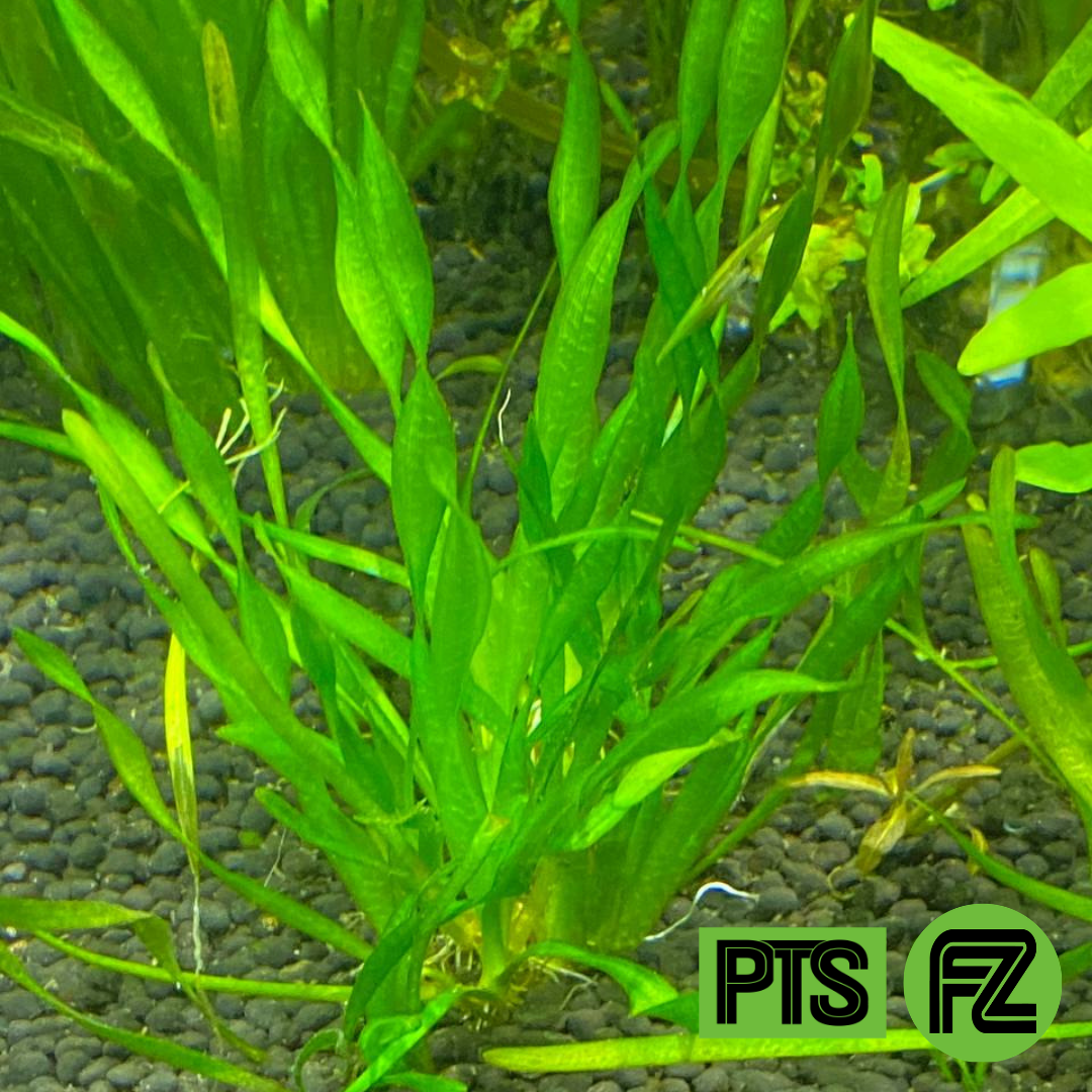 Corkscrew Val – Plantedtanksupply