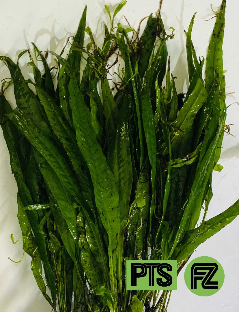 Java Fern “Narrow Leaf” – Plantedtanksupply