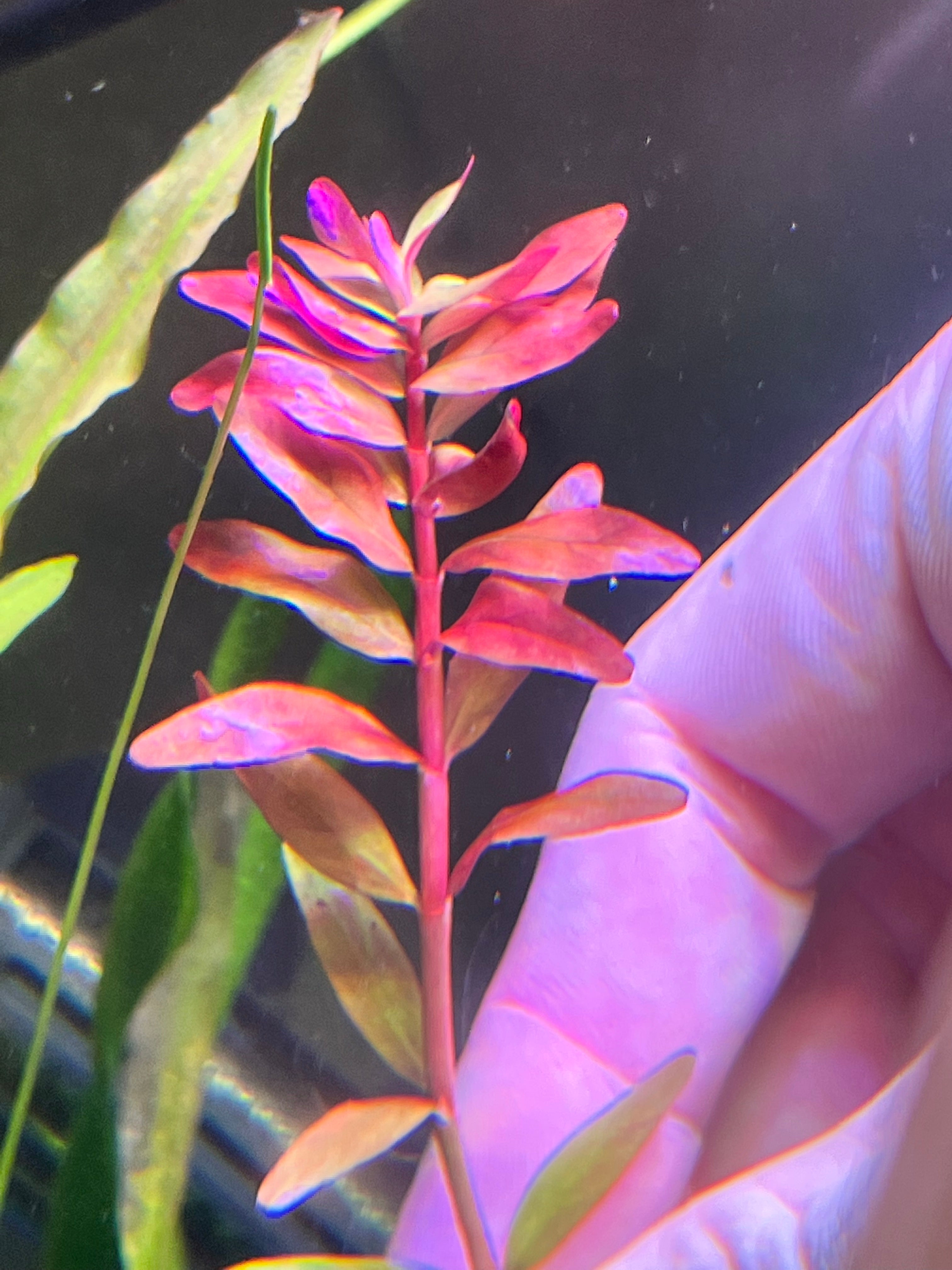 Rotala Blood Red (Original) – Plantedtanksupply