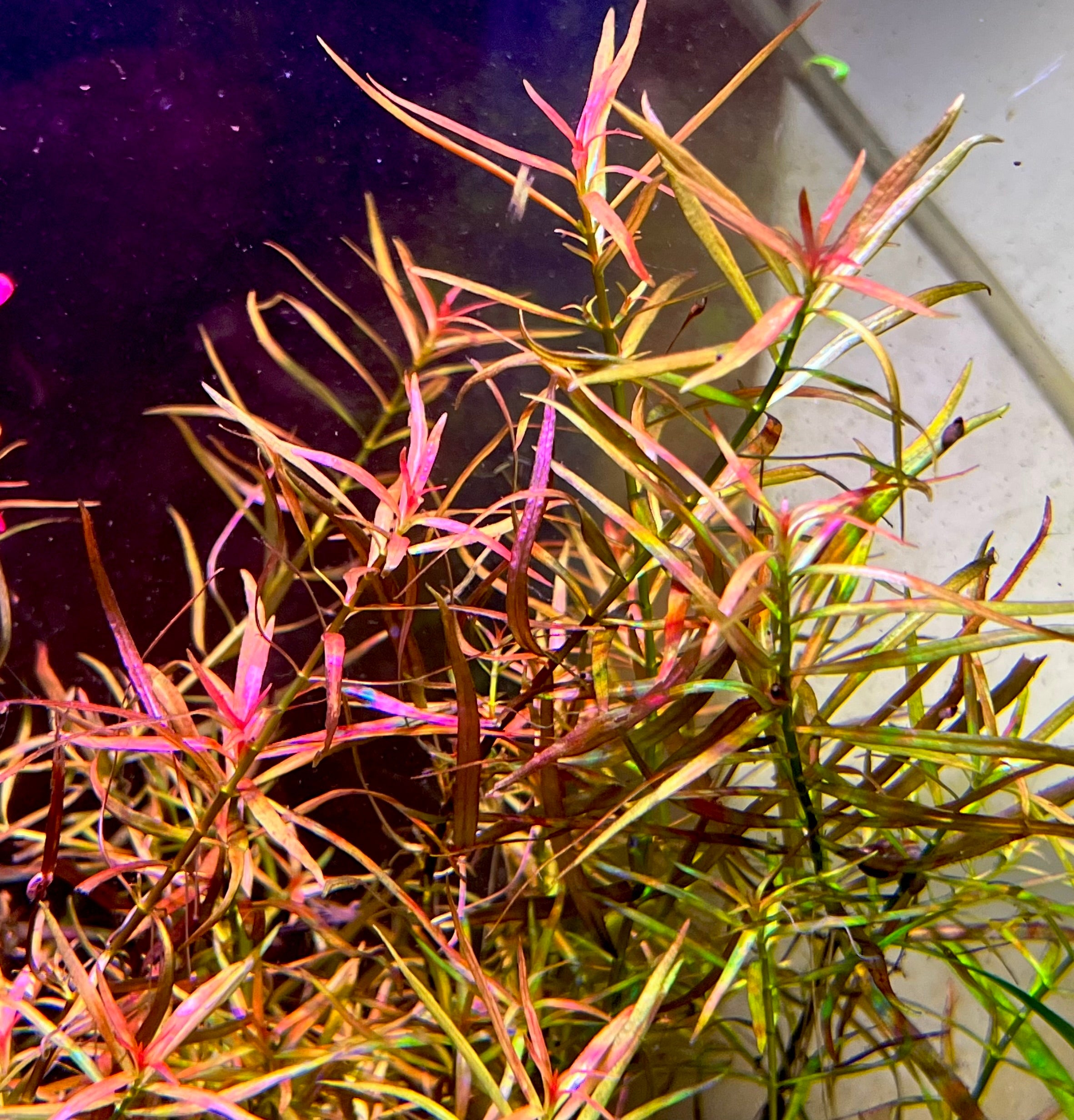 Hedyotis Sp. Borneo Red – Plantedtanksupply