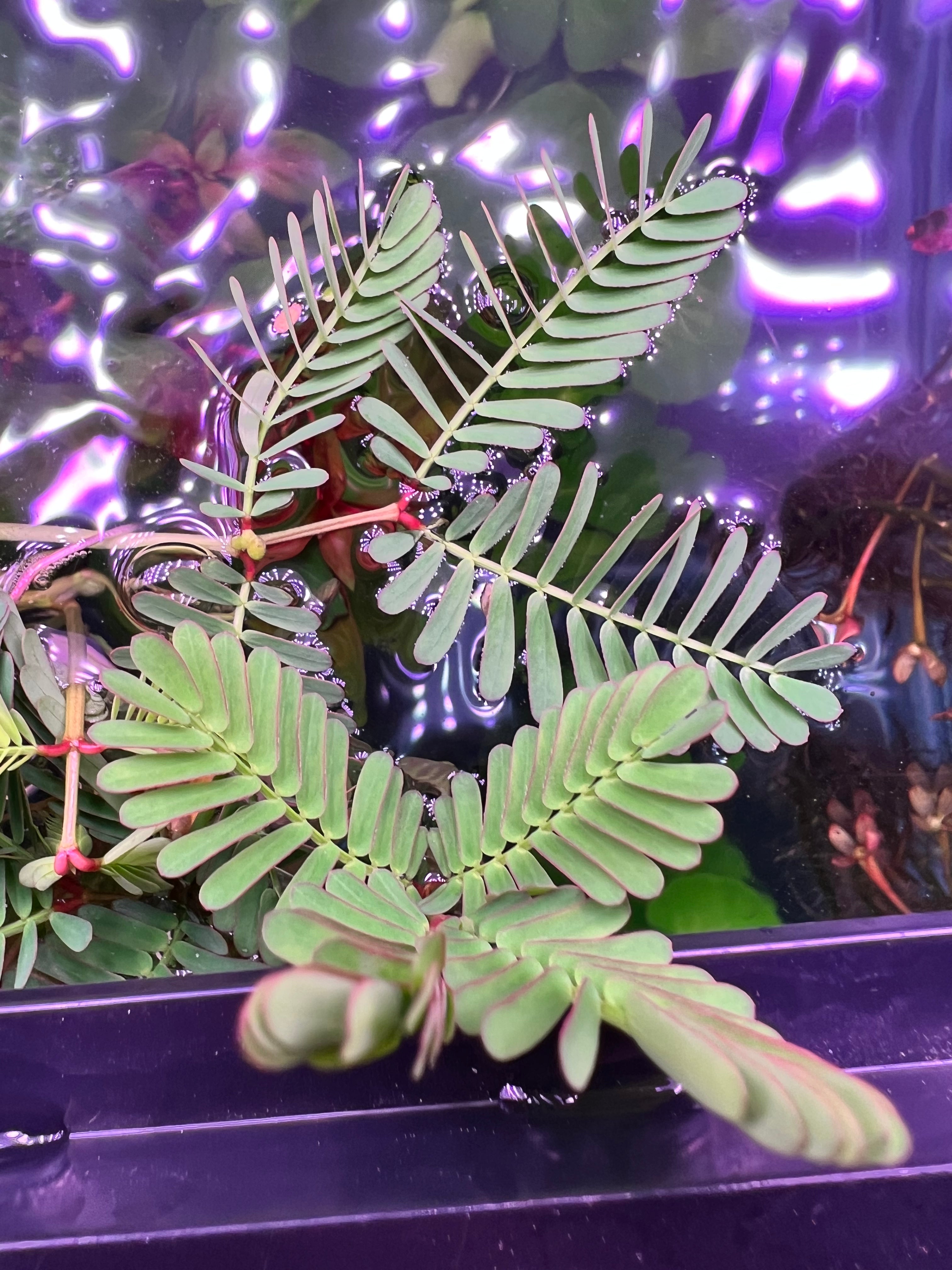Sensitive Plant – Plantedtanksupply