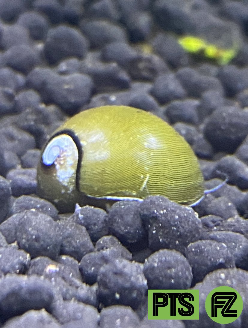 Tigers Eye Nerite Snail – Plantedtanksupply