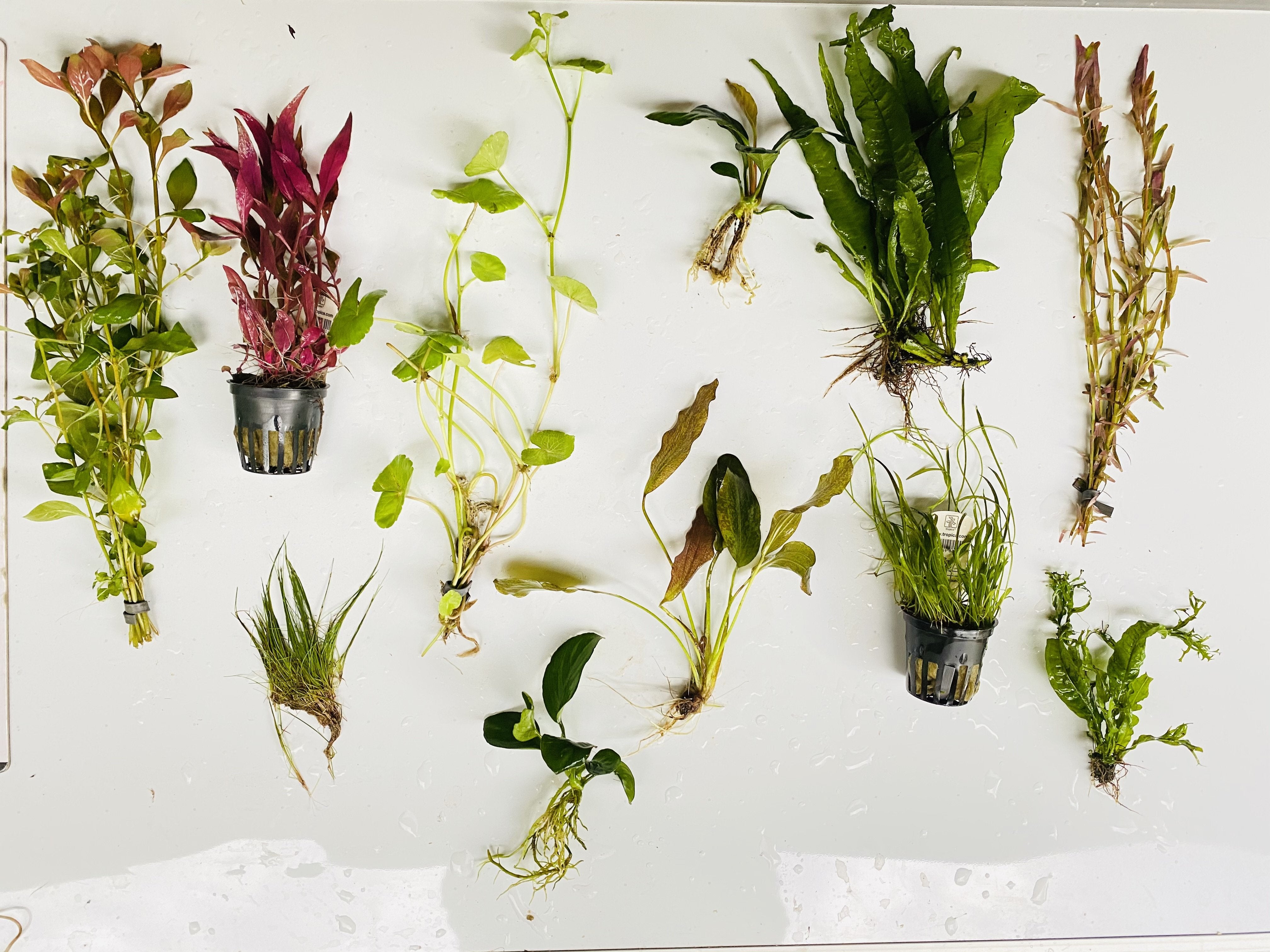 14-16 Plant Low Tech Plant Package-50% OFF (Now $50) – Plantedtanksupply
