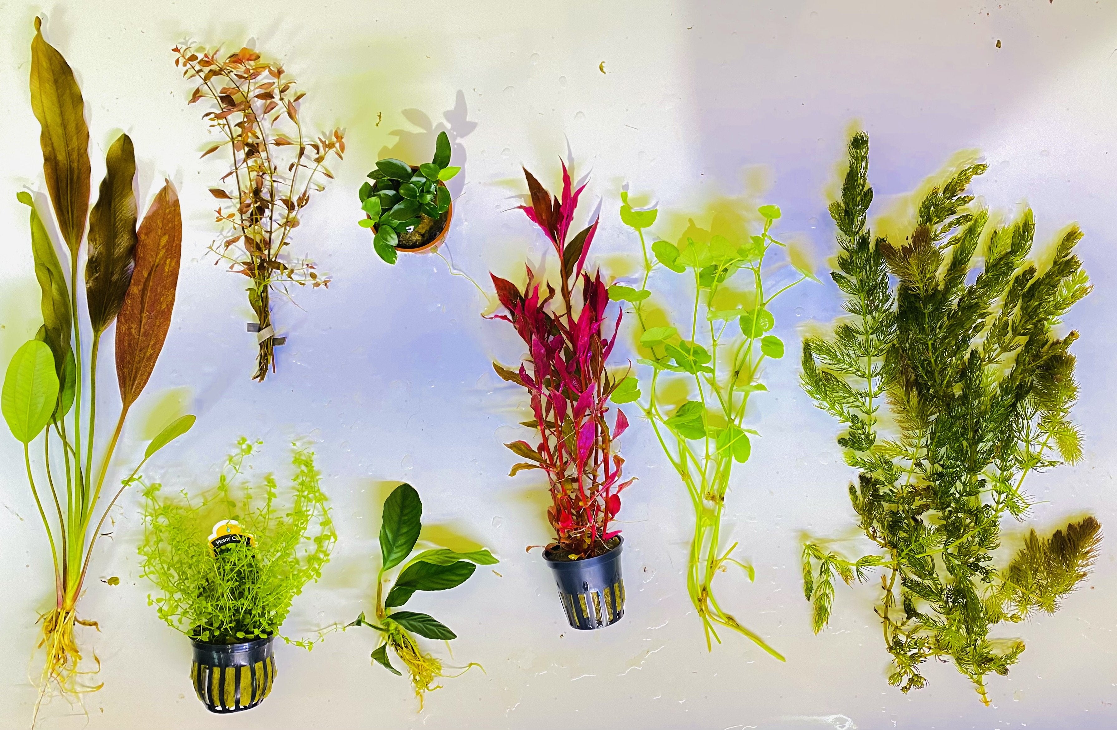 6-7 Plant Low Tech Plant Package-50% off (Now $25) – Plantedtanksupply